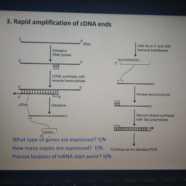 3. Rapid amplification of CDNA ends 5' 31 RNA Add As | Chegg.com