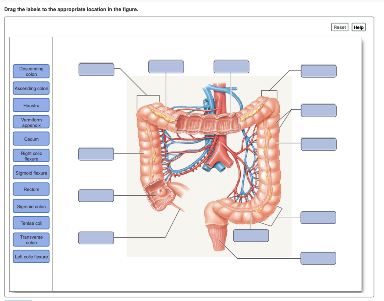 Solved Drag the labels to the appropriate location in the | Chegg.com