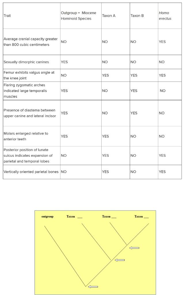 Determine the fossa taxa (taxon A or taxon B) by | Chegg.com