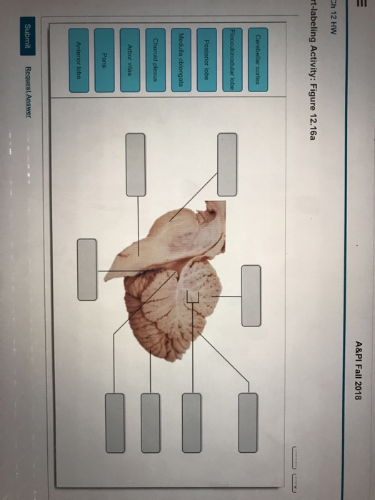 A&PI Fall 2018 Ch 12 HW t-labeling Activity: Figure | Chegg.com