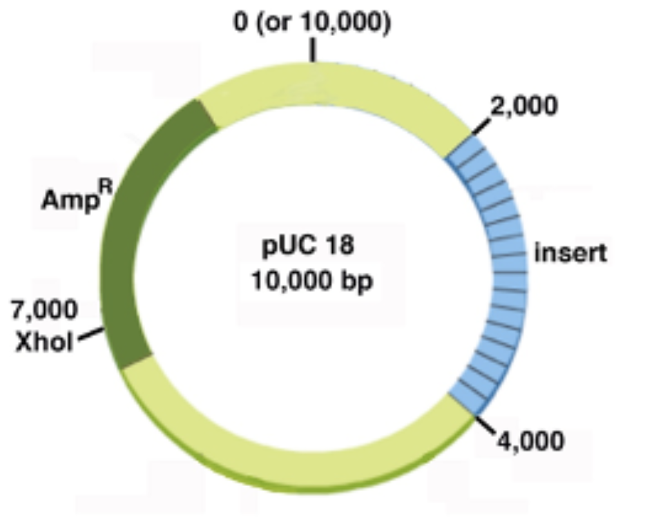 Solved You have cloned a DNA fragment into the plasmid pUC18 | Chegg.com