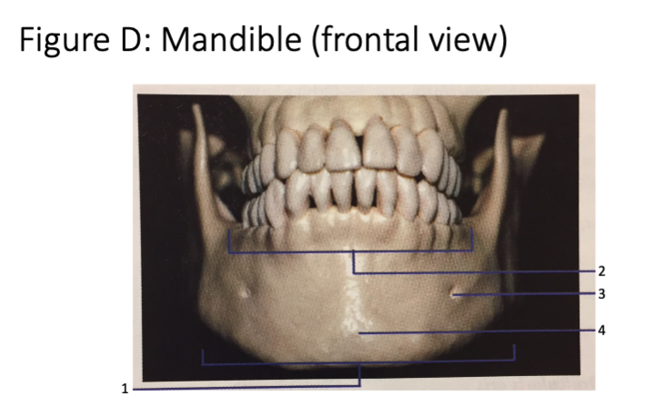Solved Figure D: Mandible (frontal view) 1 2 3 st Figure E: | Chegg.com