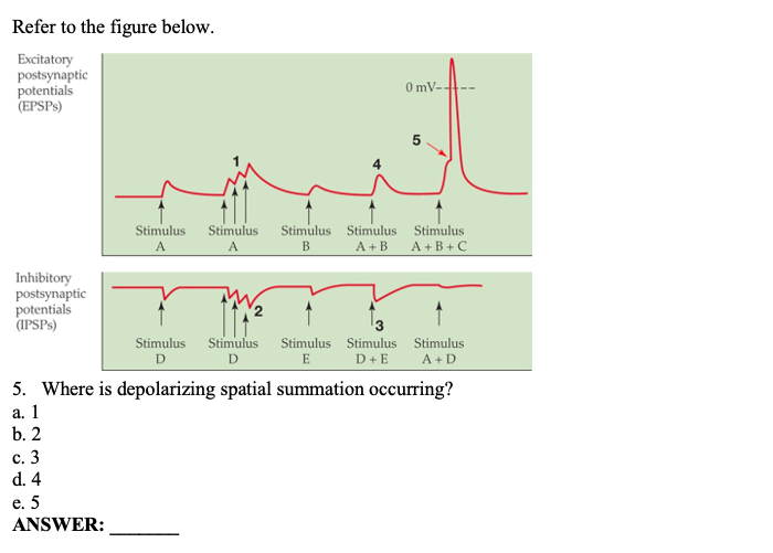 Solved Refer to the figure below. Excitatory postsynaptic | Chegg.com