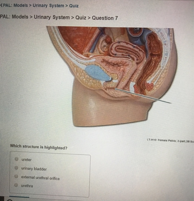 Solved KPAL: Models > Urinary System> Quiz PAL: Models | Chegg.com