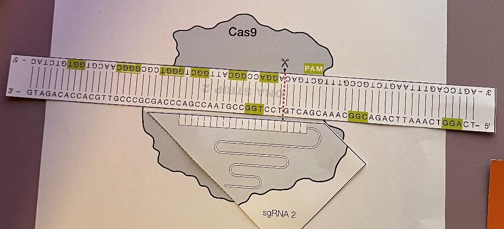 Solved Part 2. Design the Guiding Region of an sgRNA CRISPR | Chegg.com