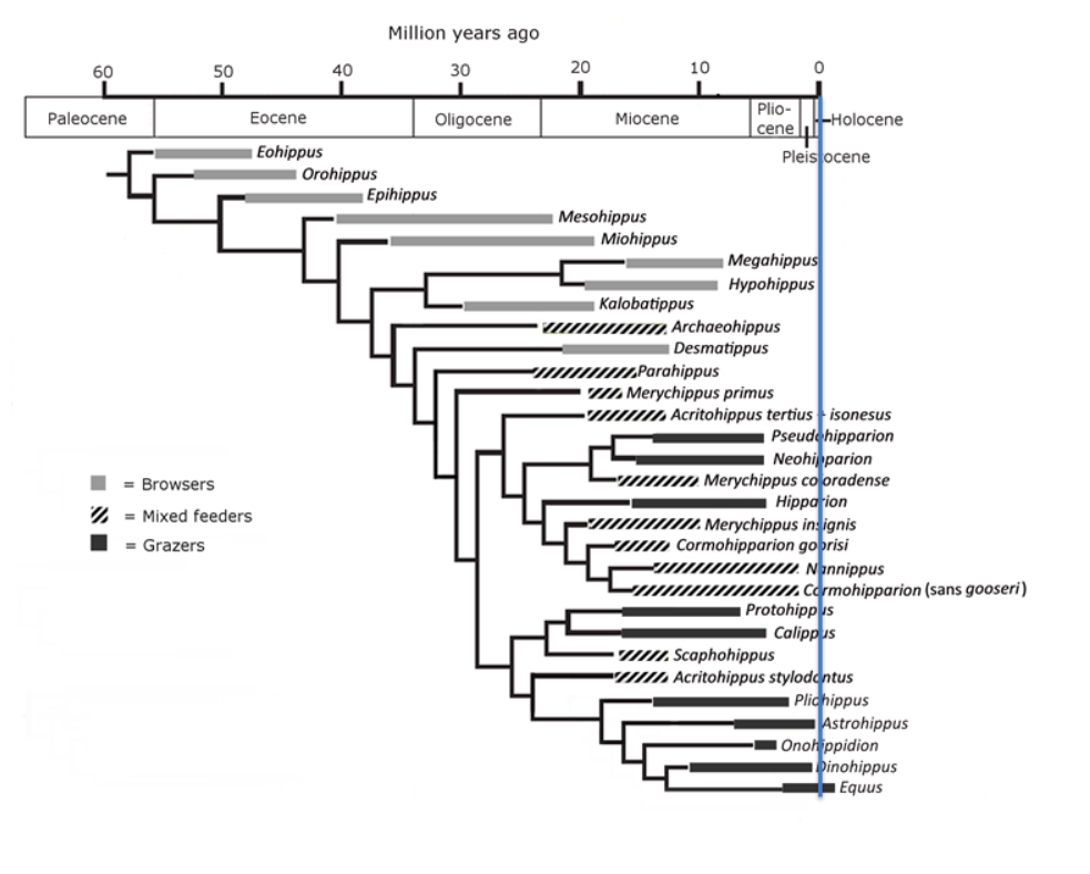 Solved Million years ago 60 50 30 20 0 40 1 10 1 Paleocene | Chegg.com
