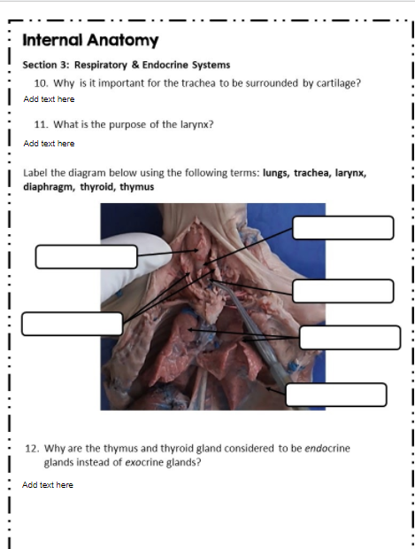 Solved Internal Anatomy Section 3: Respiratory & Endocrine | Chegg.com