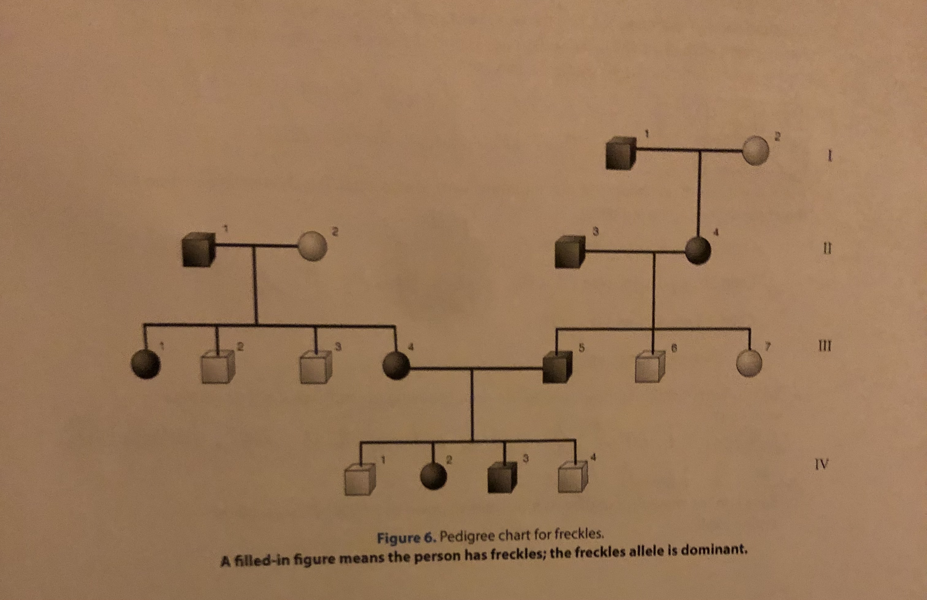 Solved Write the genotypes directly on the pedigree chart in | Chegg.com