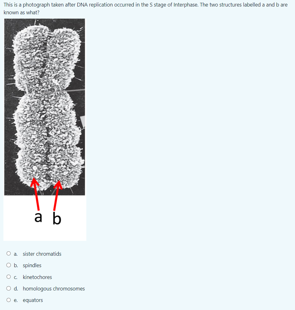 Solved This is a photograph taken after DNA replication | Chegg.com