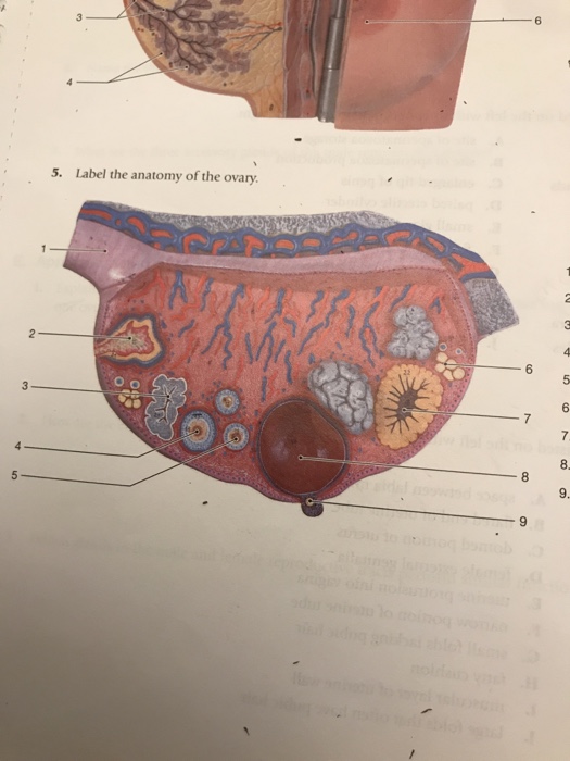 Solved 6 5. Label the anatomy of the ovary. 6 8. 8 9. 9 | Chegg.com