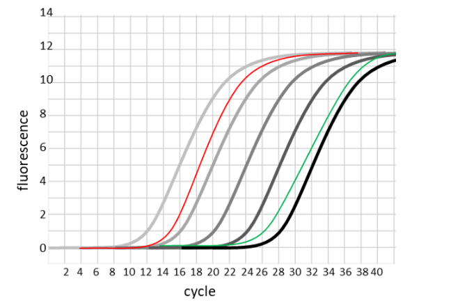 Solved Above is a diagram of qPCR curves obtained for | Chegg.com
