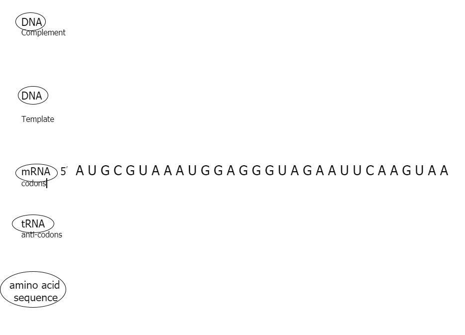 Solved Messenger RNA Codons and Their Corresponding Amino | Chegg.com