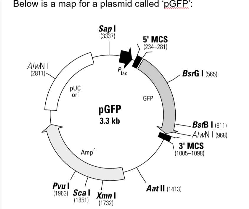 Solved Below is a map for a plasmid called 'GFP Sapl (3337) | Chegg.com
