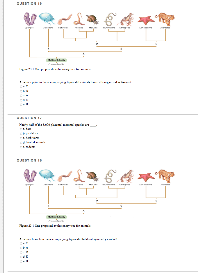 Solved QUESTION 16 Sponge Cnidarias Flatworms Annelid Mous | Chegg.com