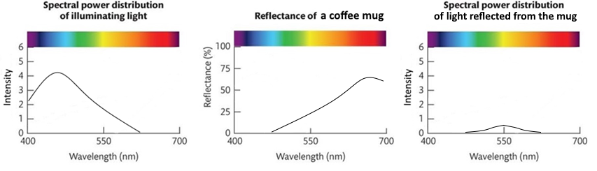 Solved Suppose you are viewing a coffee mug with a | Chegg.com