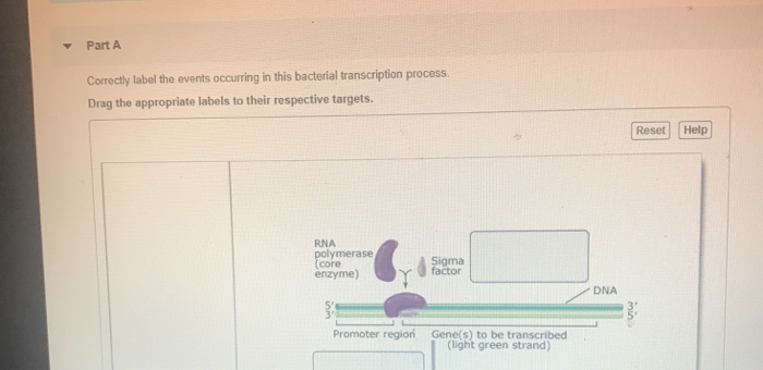 Part A Correctly label the events occurring in this | Chegg.com