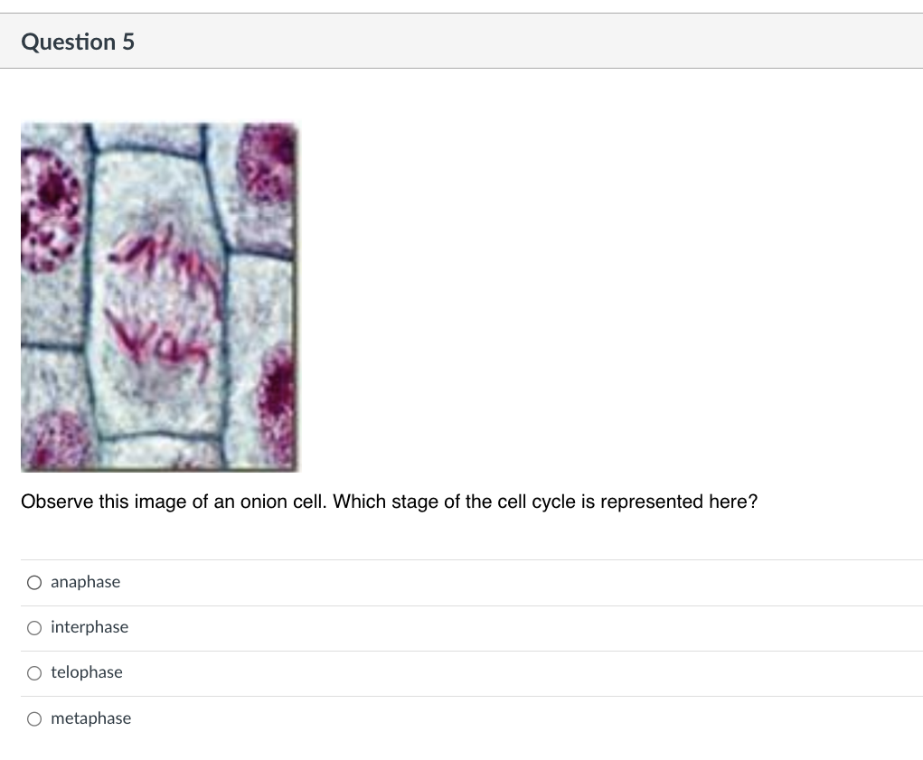 Solved Observe this image of an onion cell. Which stage of | Chegg.com