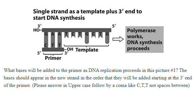 Solved Single strand as a template plus 3' end to start DNA | Chegg.com