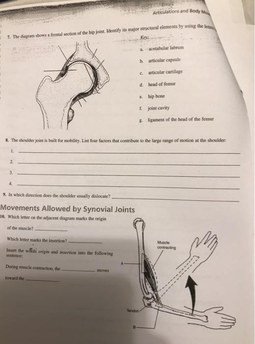 Bones Of The Hip Diagram Identification Manual