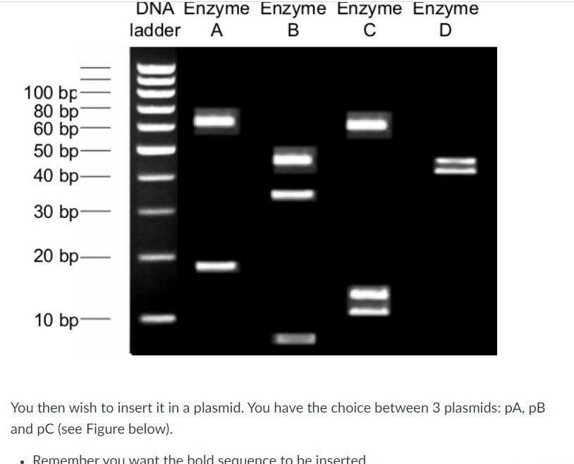 Solved You have been given an 88 bp long DNA molecule, which | Chegg.com