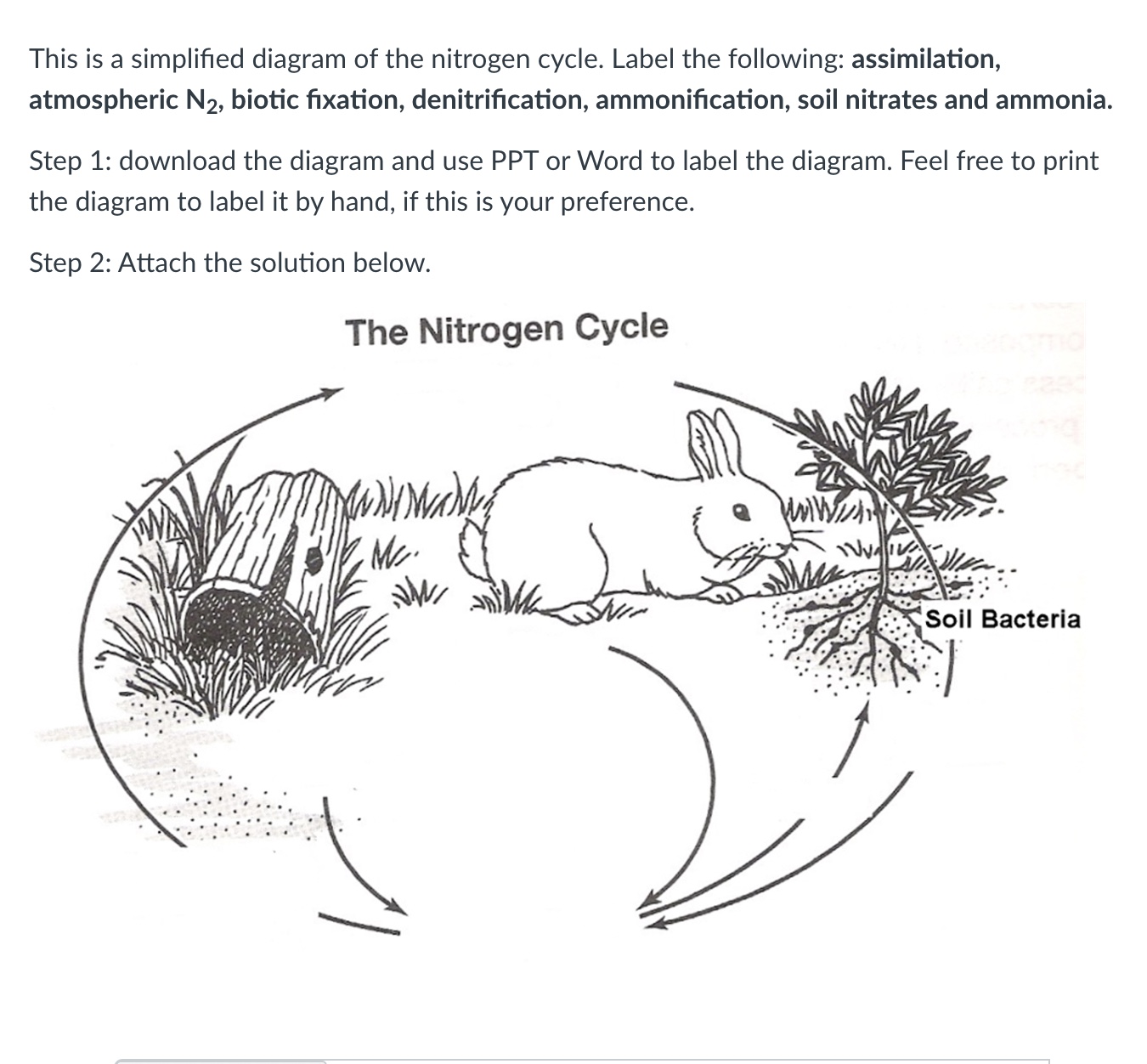 Solved This is a simplified diagram of the nitrogen cycle. | Chegg.com