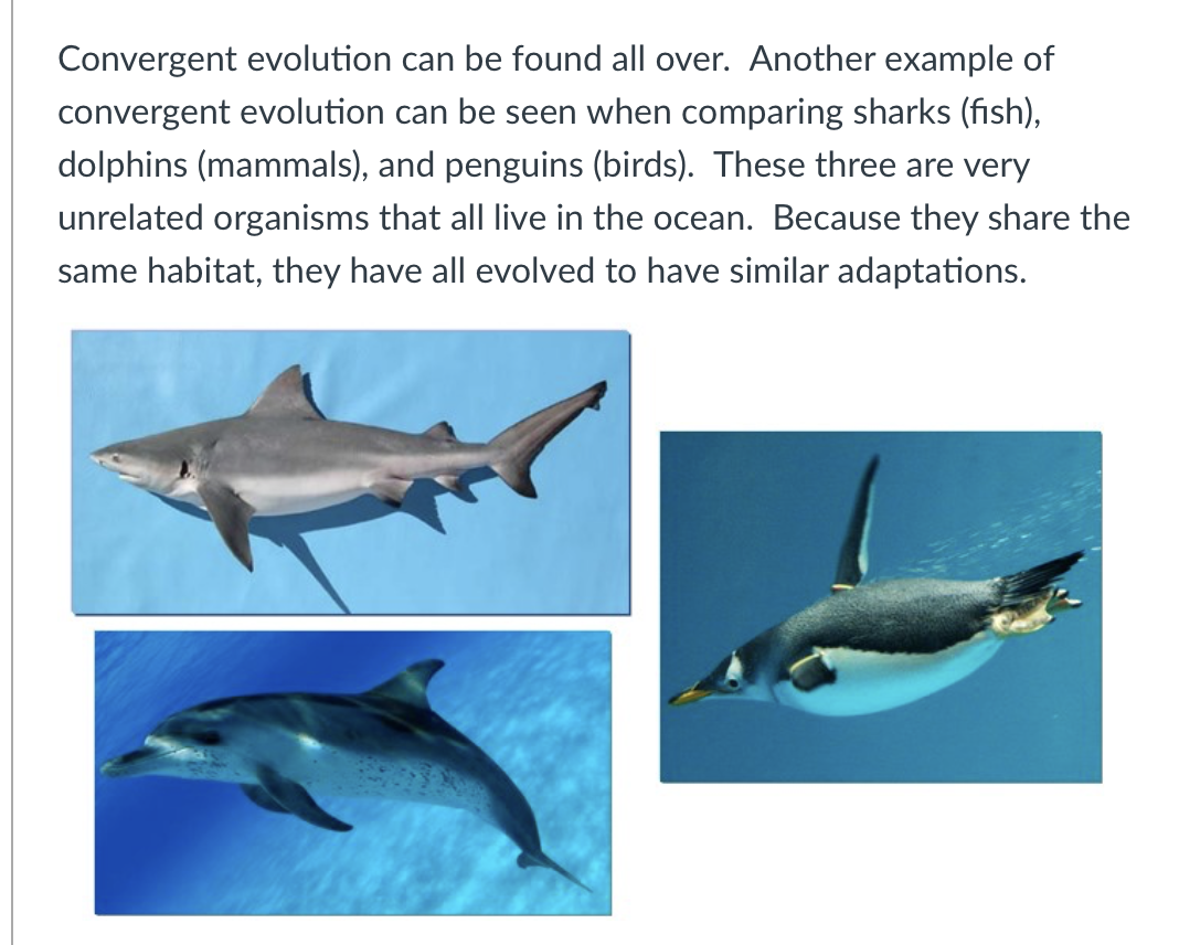 Solved Convergent evolution can be found all over. Another | Chegg.com
