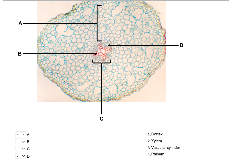 Solved A- D B B- C VA у в 1. Cortex 2. Xylem 3. Vascular | Chegg.com