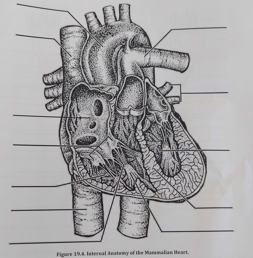 Solved Label the parts of a mammalian heart. | Chegg.com