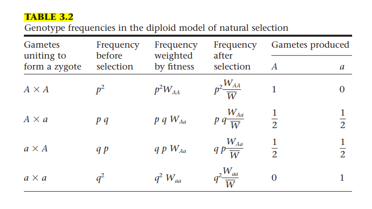 Solved TABLE 3.2 Genotype frequencies in the diploid model | Chegg.com