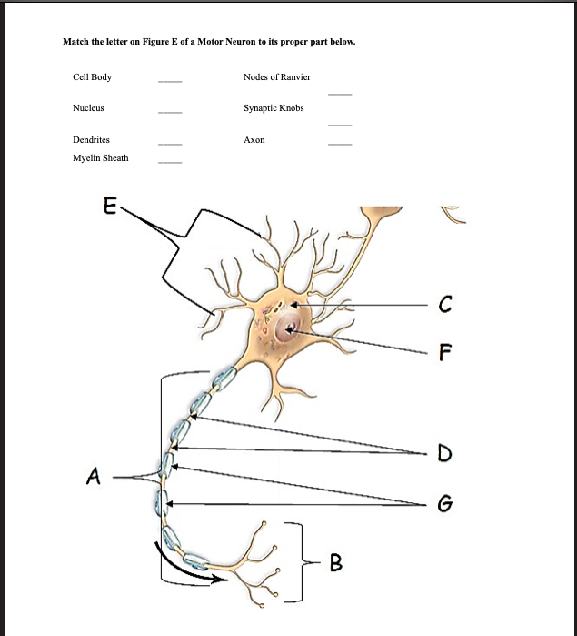Nodes Of Ranvier Neuron