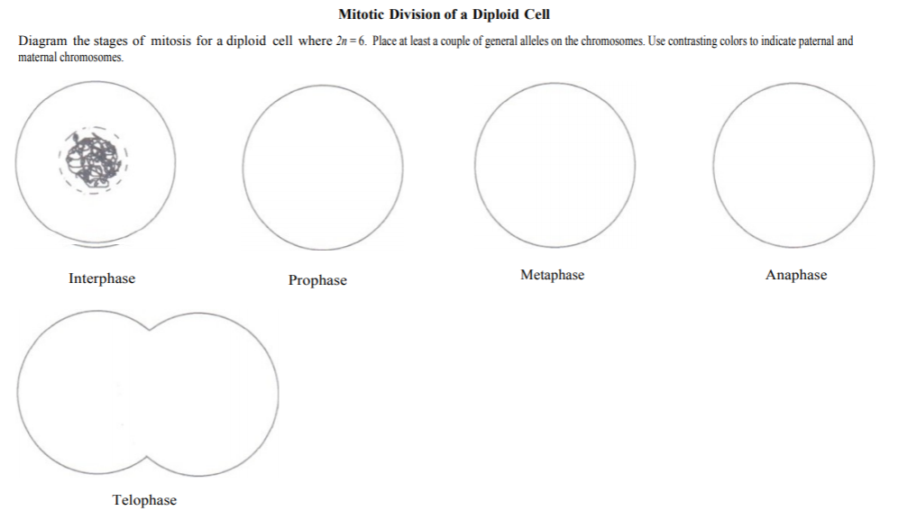 Solved Mitotic Division of a Diploid Cell Diagram the stages | Chegg.com