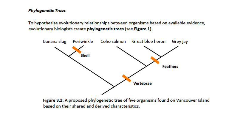 Solved Phylogenetic Trees To hypothesize evolutionary | Chegg.com
