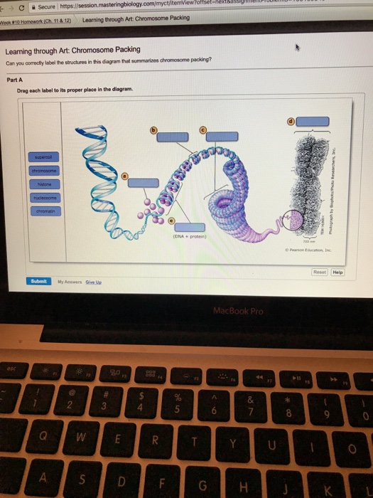Can You Correctly Label The Structures In This Diagram That Summarizes ... Can You Correctly Label The Structures In This Diagram That Summarizes ...