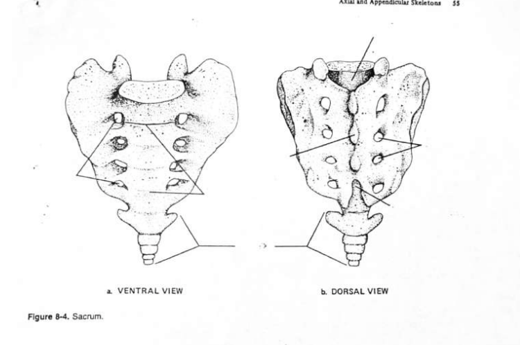 Solved a. ATLAS, ANTERIOR VIEW b. AXIS, ANTERIOR VIEW 8 2 6 | Chegg.com