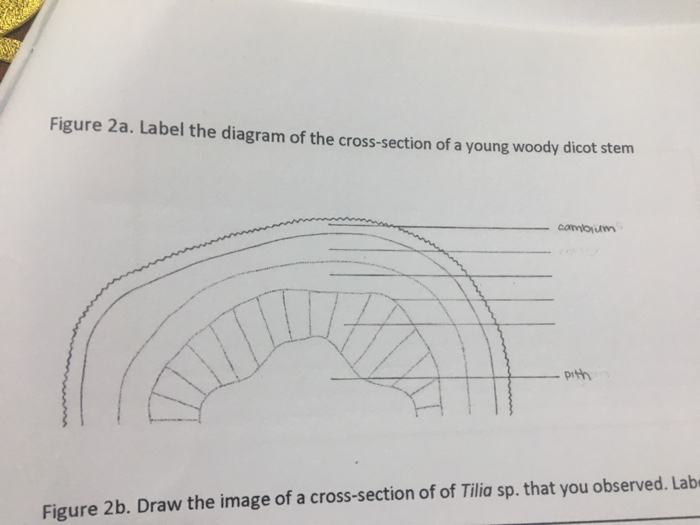 Solved Label the diagram of the cross section of a young | Chegg.com