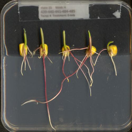 Use python please Please use image processing | Chegg.com