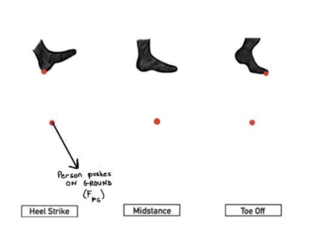 Solved Gait Analysis: The stance phase during walking is | Chegg.com