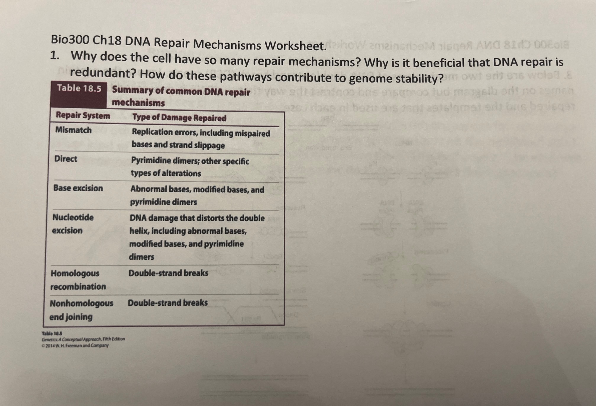 Solved Bio300 Ch18 DNA Repair Mechanisms Worksheet. 1. Why | Chegg.com