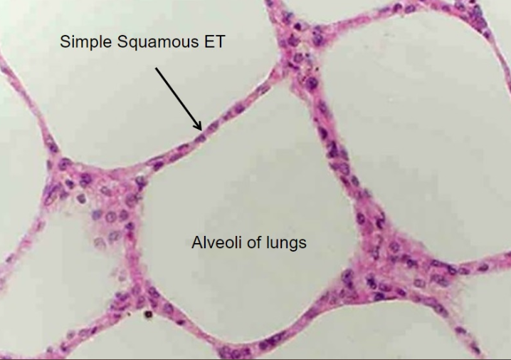 Solved A. Describe the shape of the cells in this view.B. | Chegg.com
