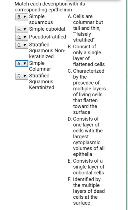 Solved Match each description with its corresponding | Chegg.com