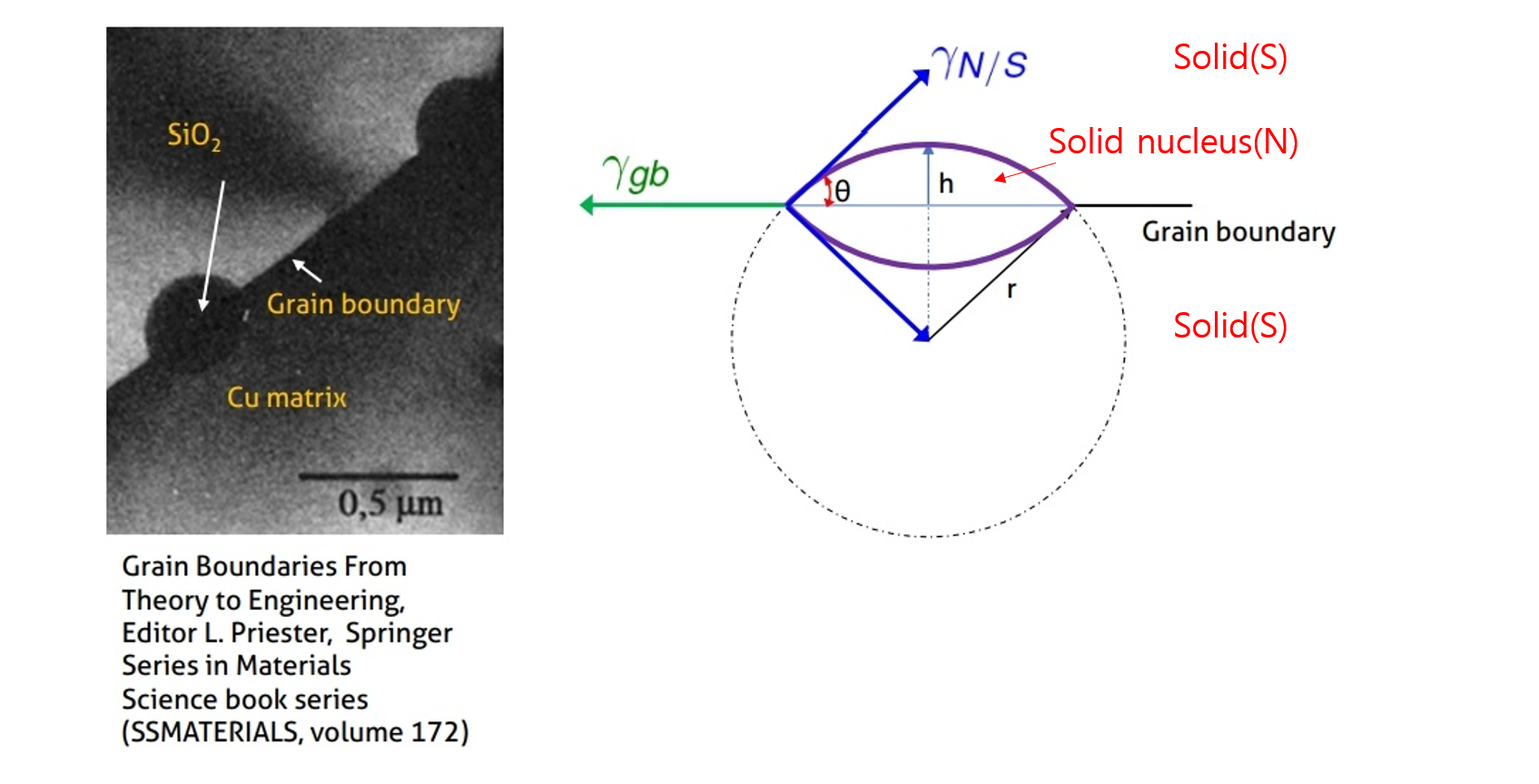 Q. As shown in the figure below, secondary nuclei are | Chegg.com