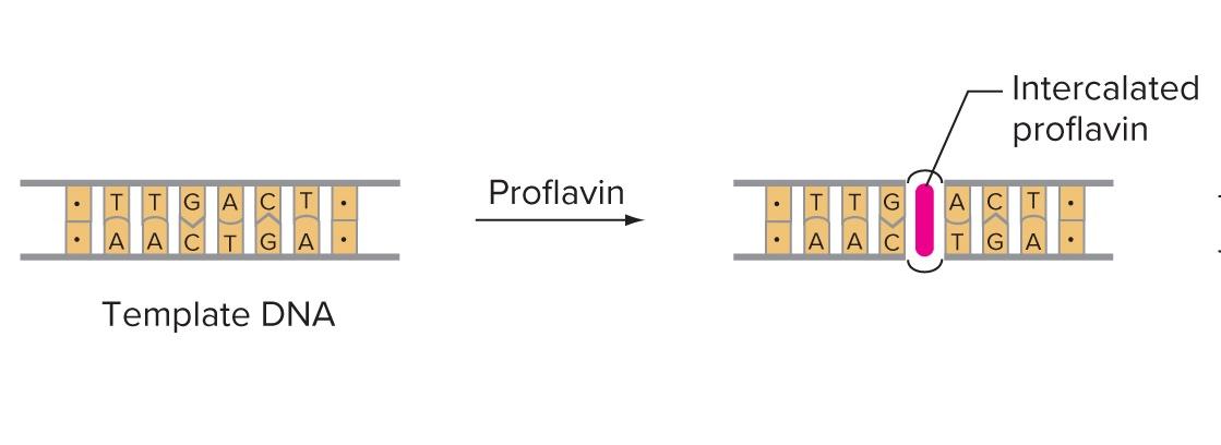 Solved A mutation arose due to exposure to a proflavin. How | Chegg.com