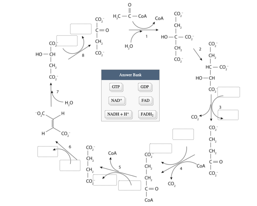 Solved Label the diagram of the citric acid cycle with the | Chegg.com