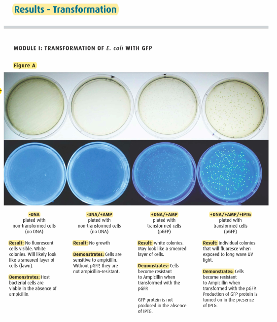 Solved What would happen to bacteria transformed with pGFP | Chegg.com