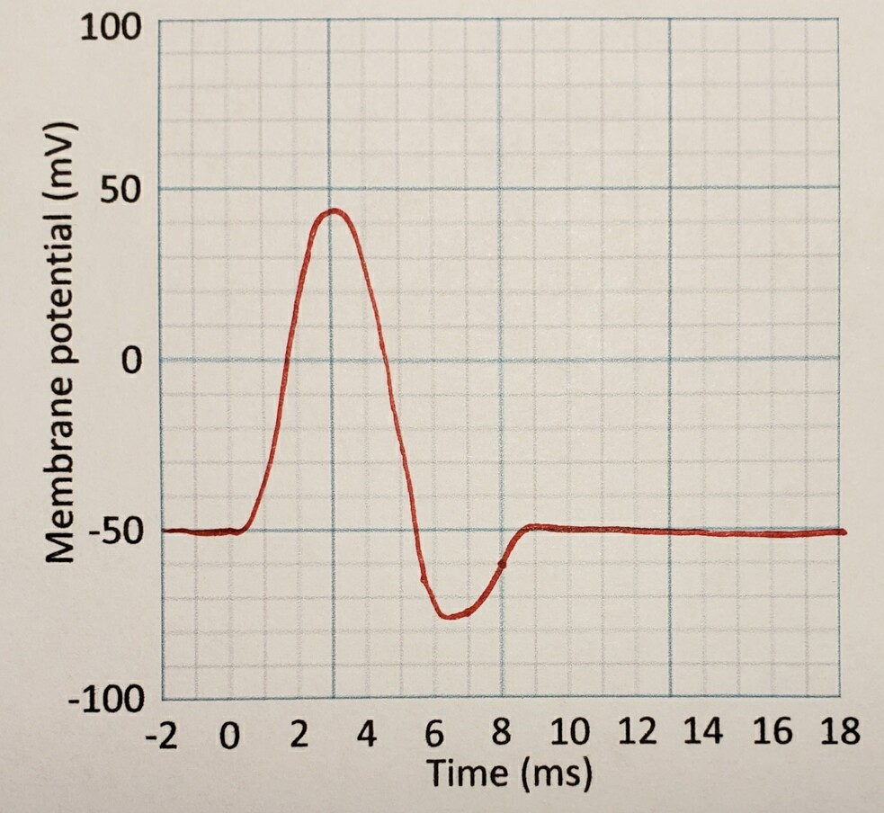 Solved 100 50 Membrane potential (mV) 0 -50 -100 -2 0 2 4 6 | Chegg.com
