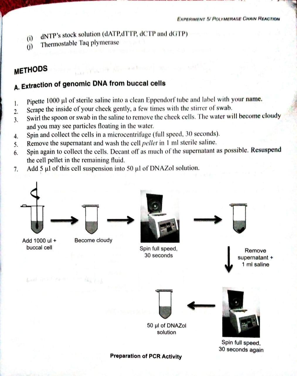 Solved Experiment 5 Polymerase Chain Reaction INTRODUCTION а | Chegg.com