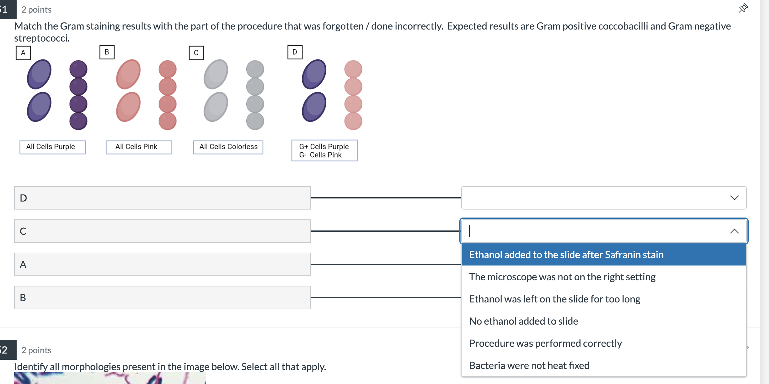 Solved 2 points Match the Gram staining results with the | Chegg.com