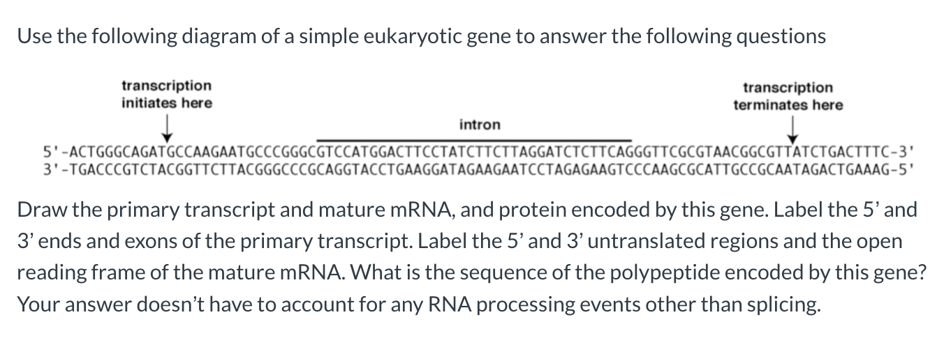 Solved Use the following diagram of a simple eukaryotic gene | Chegg.com