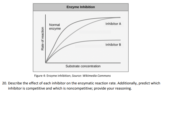 Solved Enzyme inhibition Inhibitor A Normal enzyme Rate of | Chegg.com
