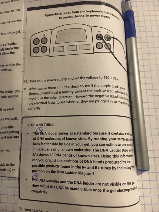Solved This is apart of an rfp gene lab done in an AP | Chegg.com